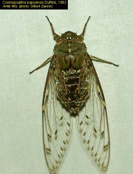 Papua Insects Foundation (Hemiptera/Cicadidae & Tibicinidae)